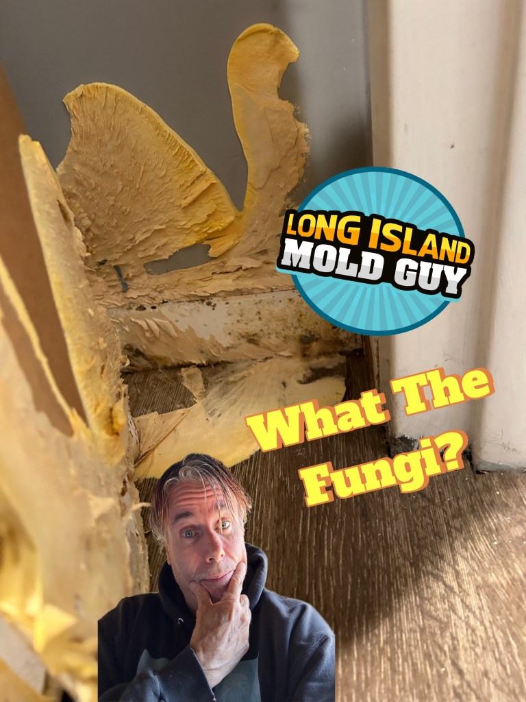 Smithtown NY Mold Job; more than i expected - Long Island Mold Guy
